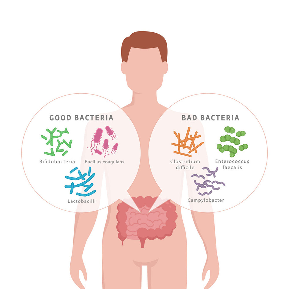 Importance of Bacteria Balance in Gut – Lifezen Healthcare