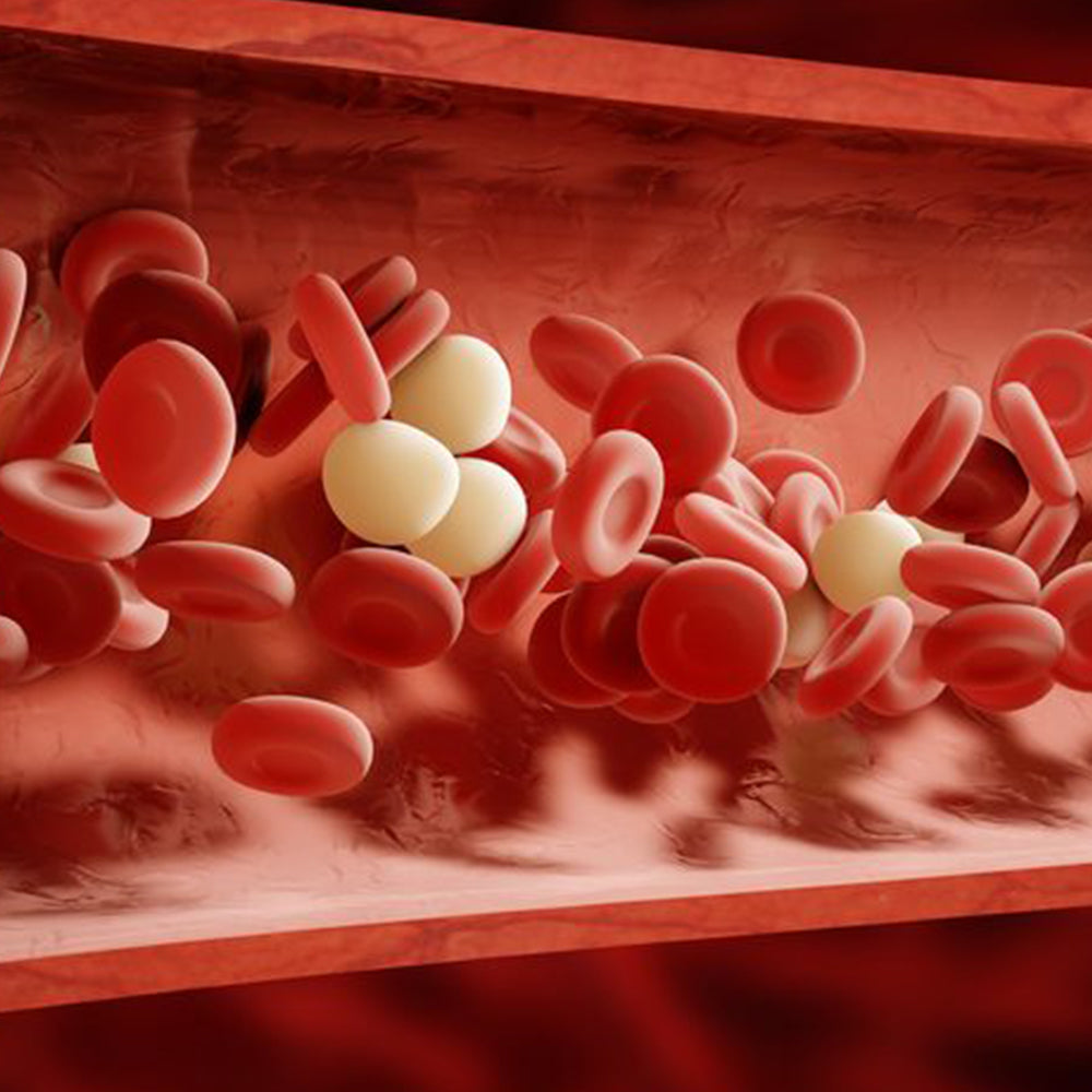 Blood Purification: Essential, Process and Natural Way – Lifezen Healthcare